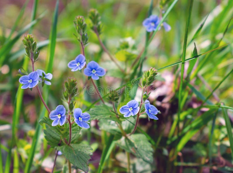 Blue Flowers - Germander Speedwell Stock Image - Image of vegetation ...
