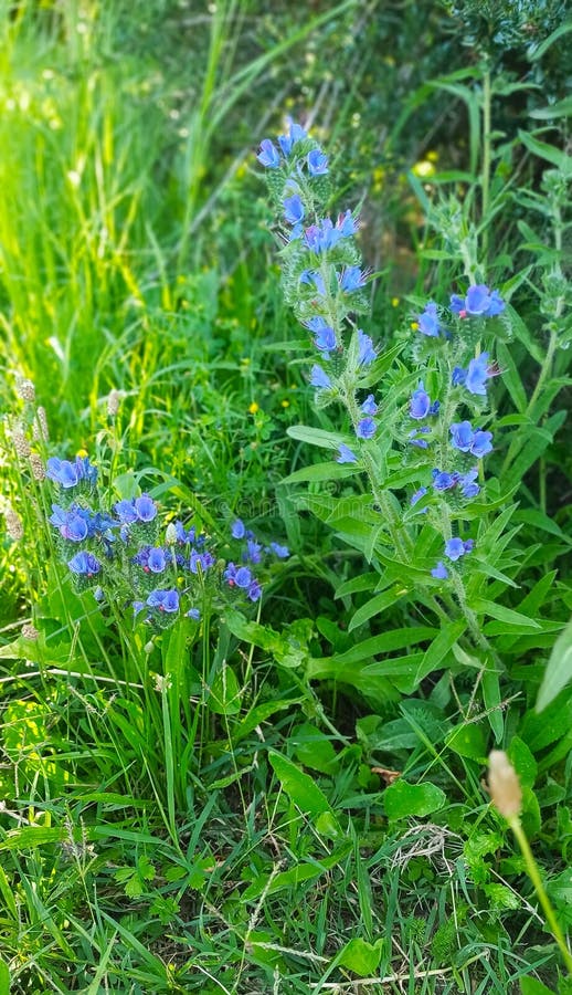 Blue flowers in the grass stock image. Image of crop - 189797173
