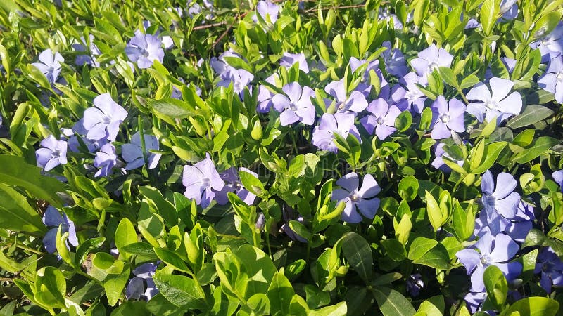 Blue flowers stock photo. Image of nature, closeup, floral - 90456038