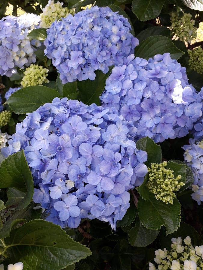 Flowers and Greenery with a Very Nice Ambience on a Sunny Day with ...