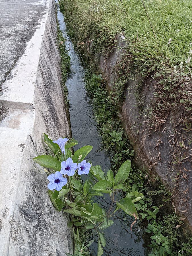 Blue Flowers Grow in Ditches Stock Photo - Image of water, ditches ...