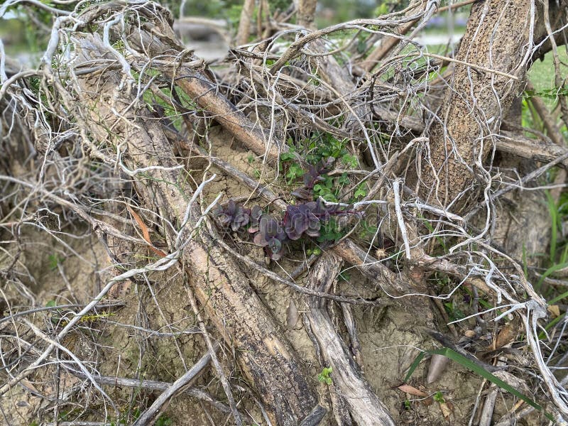 Flowers grow on the roots stock photo. Image of branches - 285075150