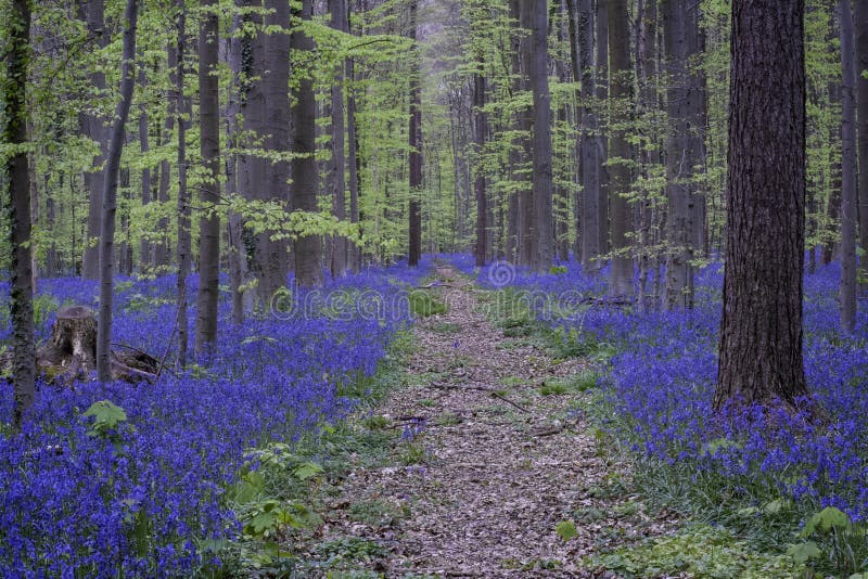 Blue forest stock image. Image of quiet, grass, blossom - 100871177