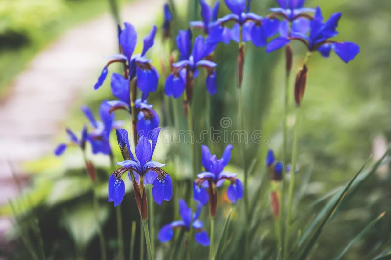 Blue Flowers of Iris Marsh in the Garden. Sunny Day, Blurred Background ...
