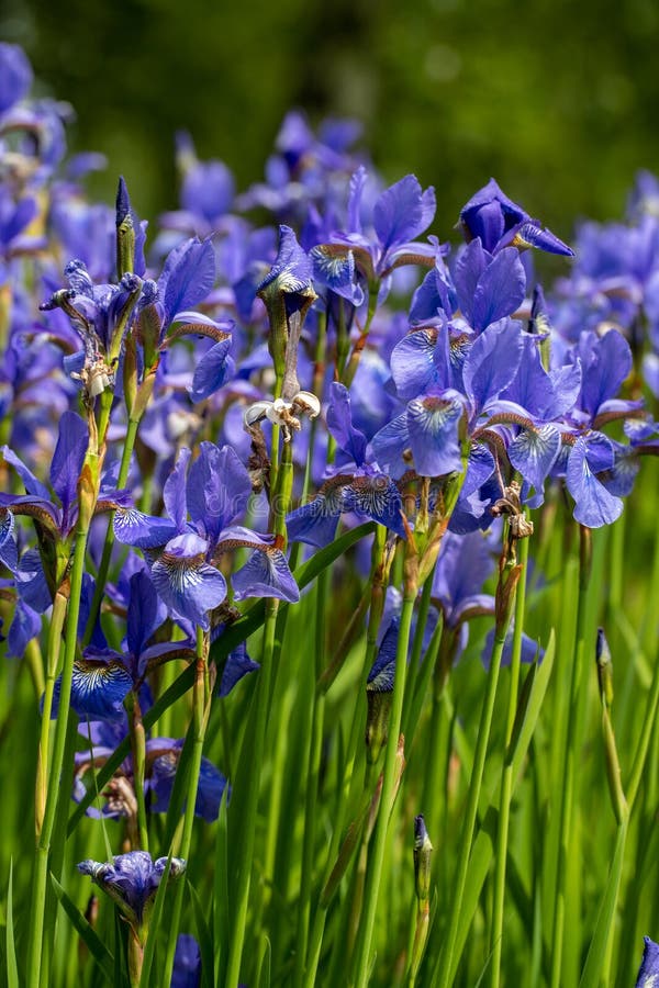 Blue Flowers Iris Versicolor Beautifully Blooming in the Garden. Stock ...