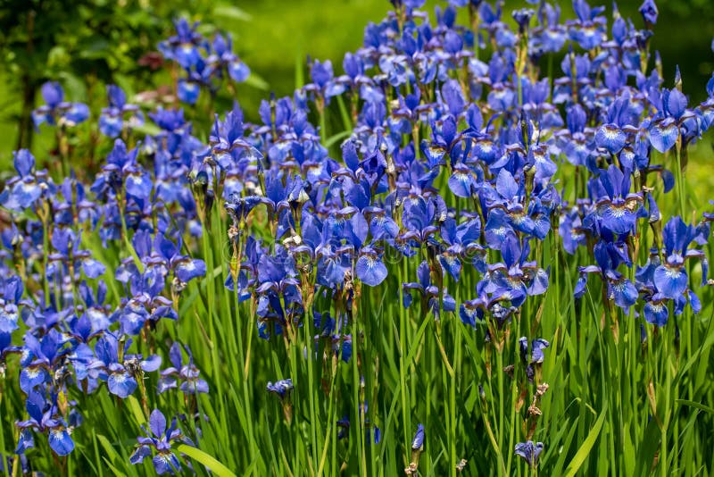 Blue Flowers Iris Versicolor Beautifully Blooming in the Garden Stock ...