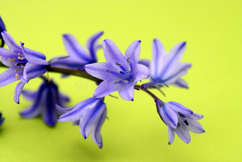 Blue Flowers Isolated stock image. Image of closeup, pure - 844873