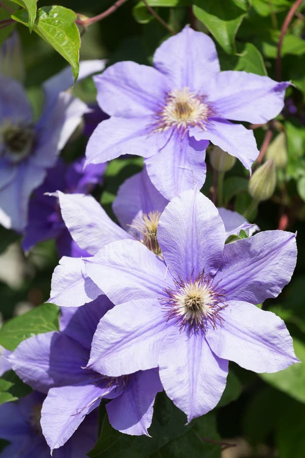 Blue flowers of a klematis stock photo. Image of leaves - 59292692