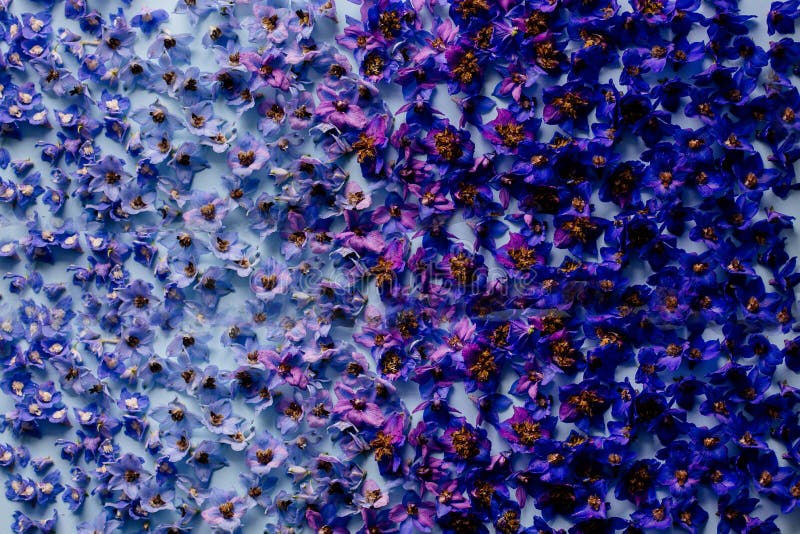 Pattern of blue flowers. stock image. Image of leaf - 119727903