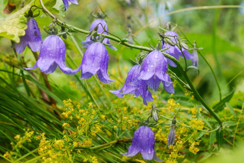 Bells flowers stock photo. Image of like, green, bells - 101826774