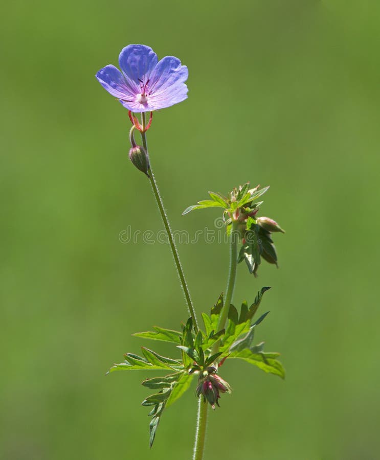 Blue Flowers Of Meadow Cranesbill, Geranium Pratense Stock Image ...