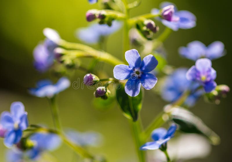 Blue flowers on the nature stock image. Image of nature - 171661383
