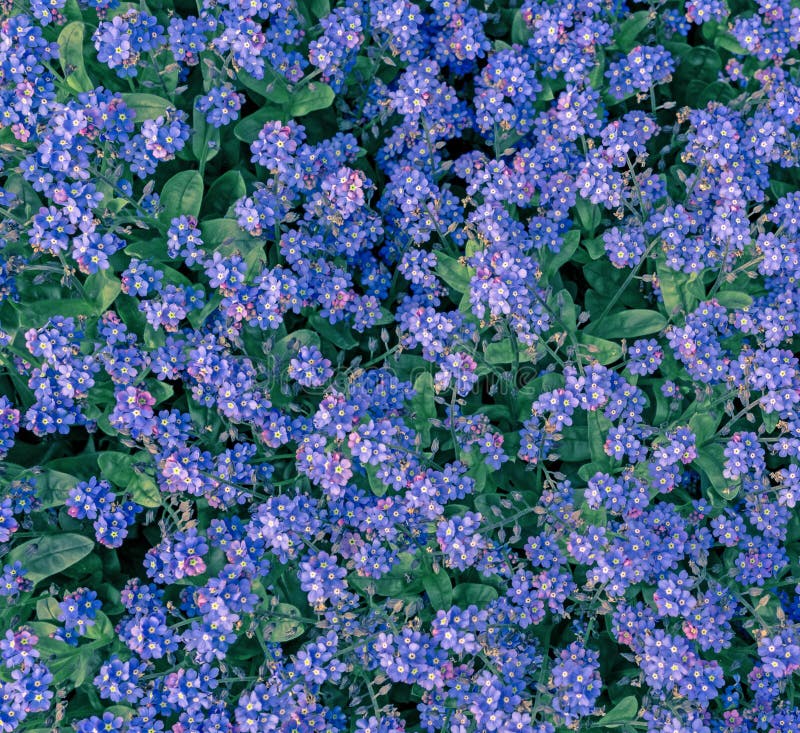 Blue flowers pattern stock photo. Image of plant, bloom - 94629650