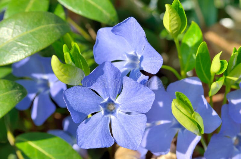 Blue Flowers Periwinkle among Green Leaves in the Forest Stock Photo ...