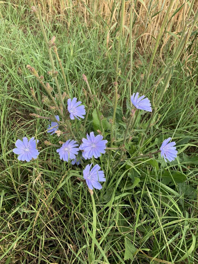Blue Flowers of Petrov Batog or Chicory in the Grass in Germany Close ...