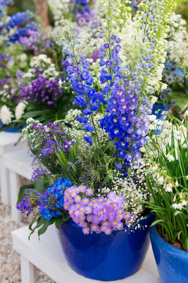 Blue flowers in a pot stock photo. Image of freshness - 253837542