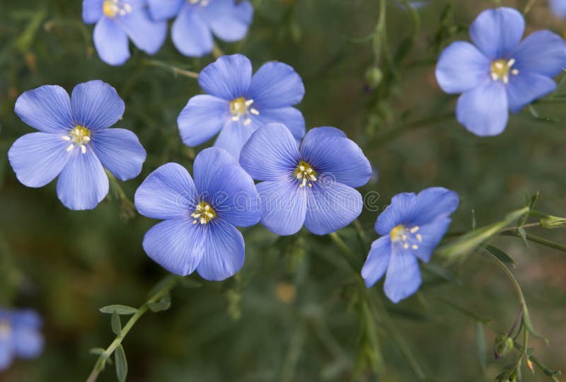 Blue Flowers of Prairie Flax on Green Background Stock Photo - Image of ...