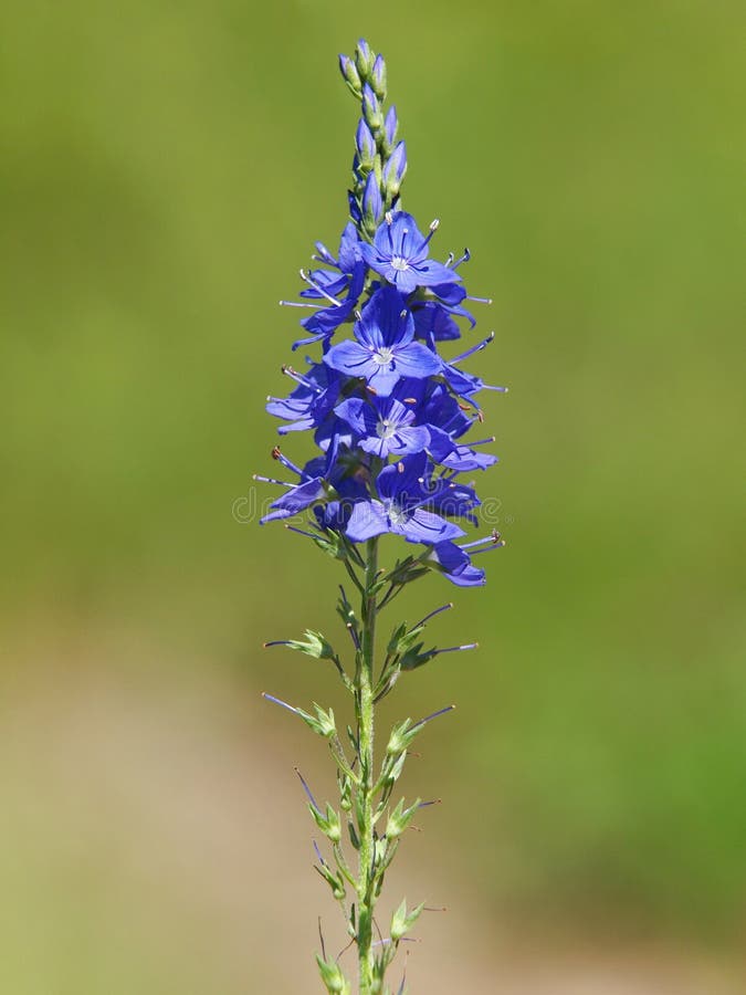 Prostrate Speedwell or Rock Speedwell - Veronica Prostrata Stock Photo ...