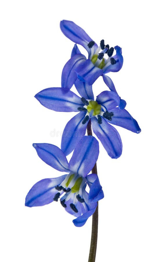 Blue Flowers of Snowdrops Isolated on a White Background Close-up ...