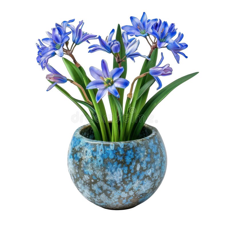 Blue Flowers in a Speckled Blue Pot Against a White Background Stock ...
