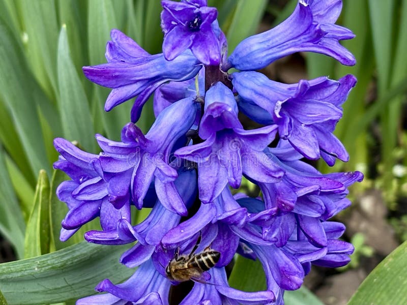 A Blue Flowers of Spring Hyacinth Stock Image - Image of purple, leaf ...