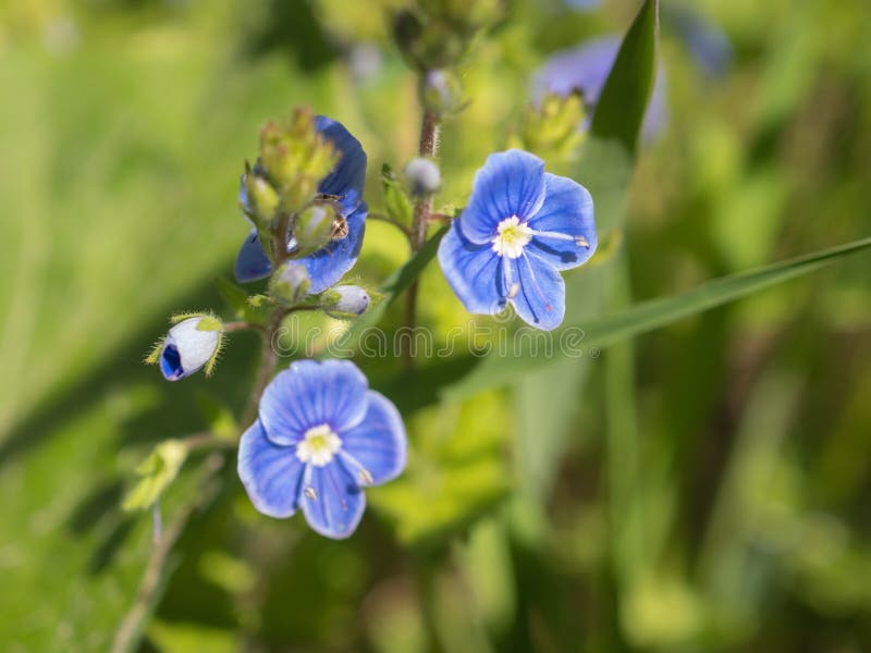 Blue flowers in spring stock image. Image of nature - 260799895