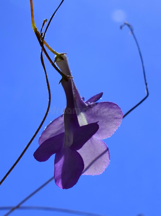Blue Flowers stock image. Image of flowers, floral, african - 93185773