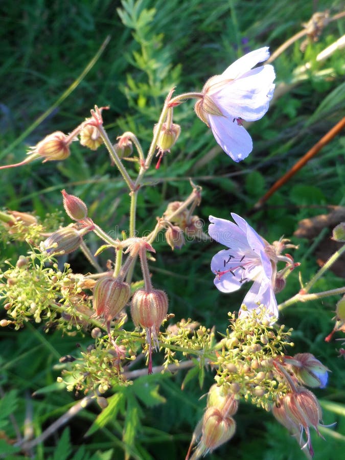 Blue Flowers in Tall Grass at Sunset in Midsummer Close Up 1 Stock ...
