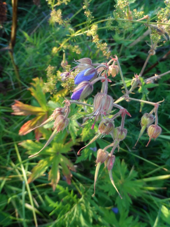 Blue Flowers in Tall Grass at Sunset in Midsummer Close Up 3 Stock ...