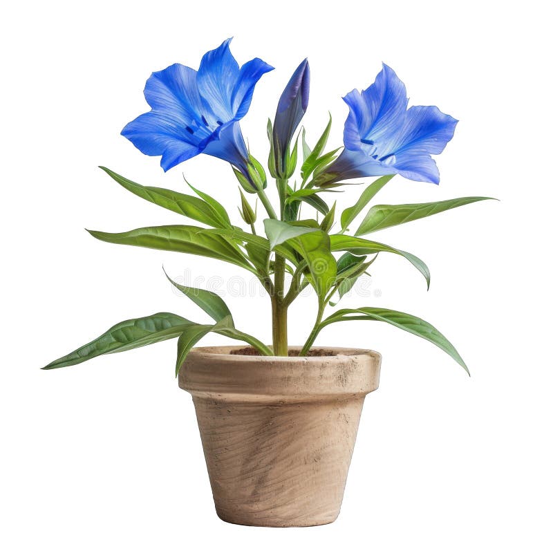 Blue Flowers in a Terracotta Pot Against White Background Stock Photo ...