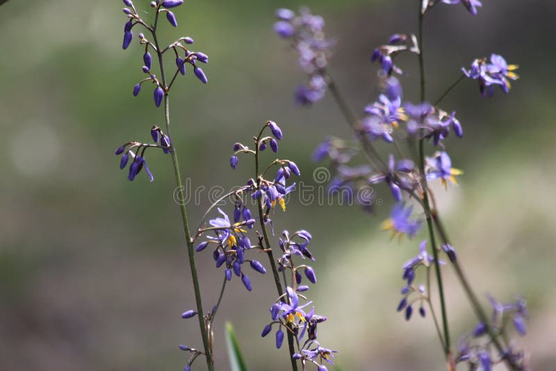 Blue Flowers stock photo. Image of cloud, tiny, blue - 77062032