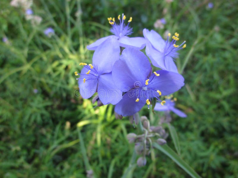 Blue flowers stock photo. Image of blue, beauty, macro - 92802964