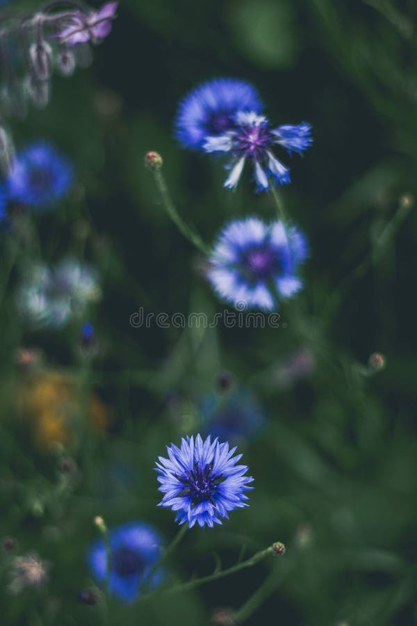 Blue flowers stock photo. Image of bright, feeling, melancholic - 79923818