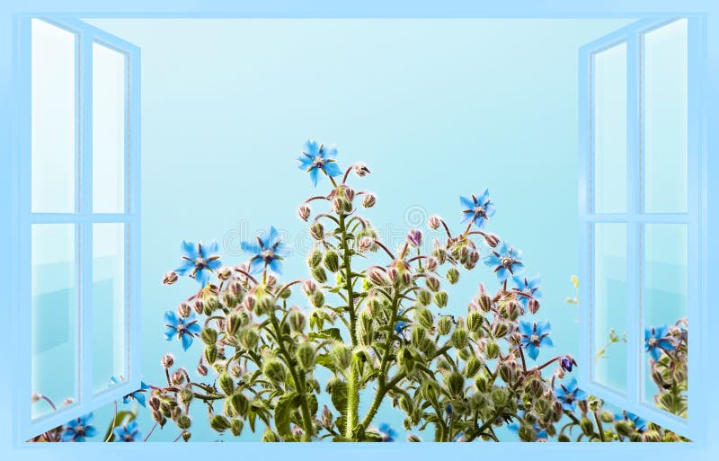 Blue Flowers View from the Window - Spring Concept Stock Image - Image ...