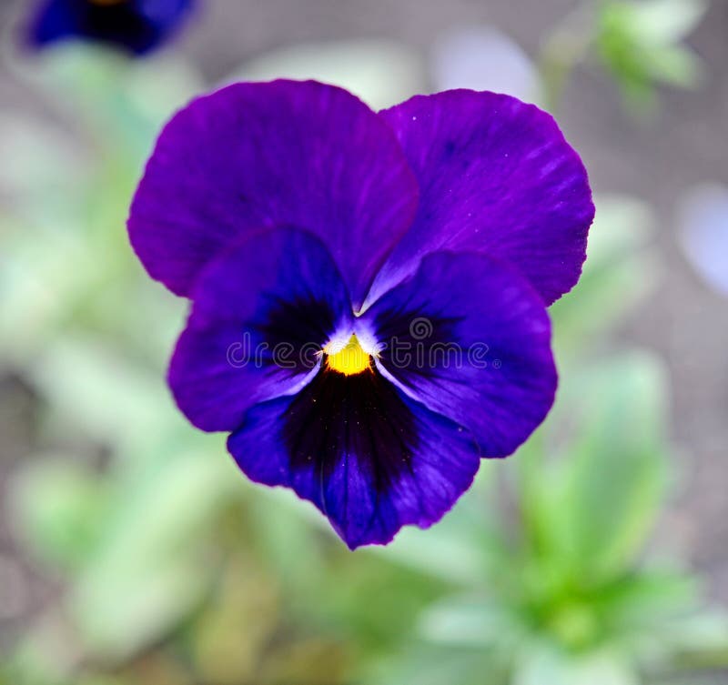 Blue flowers violet stock photo. Image of fresh, border - 25993714