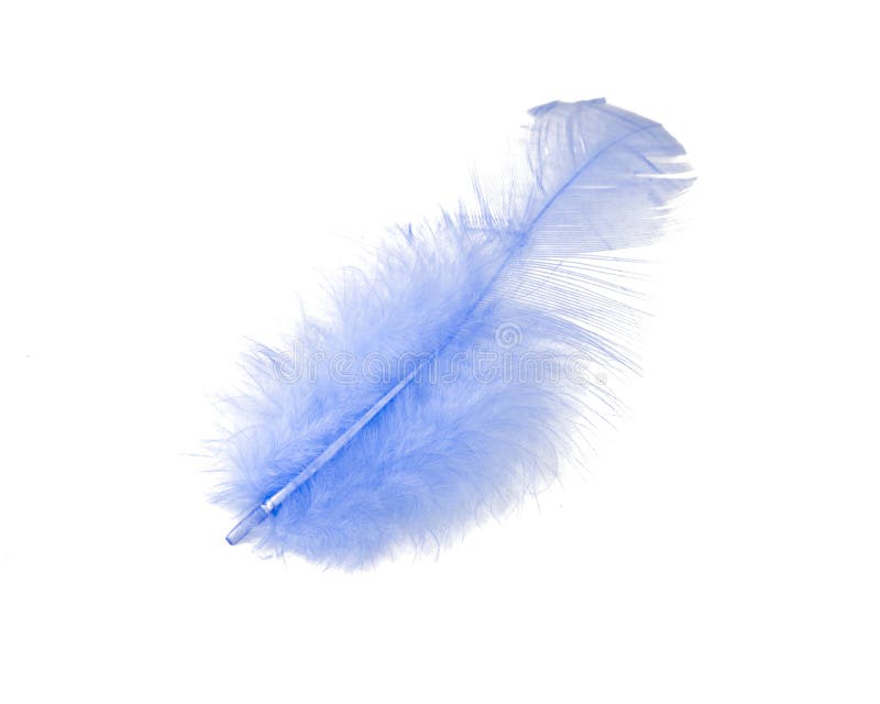 Blue Fluffy Feather Isolated on the White Stock Photo - Image of ...