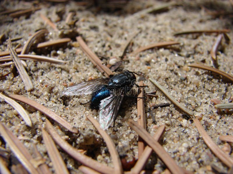 Blue fly stock image. Image of ritter, life, natural, macro - 864139