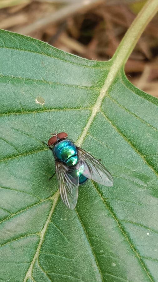 A Blue Fly Landed on a Spinach Leaf Stock Image - Image of spinach, blue: 372715259