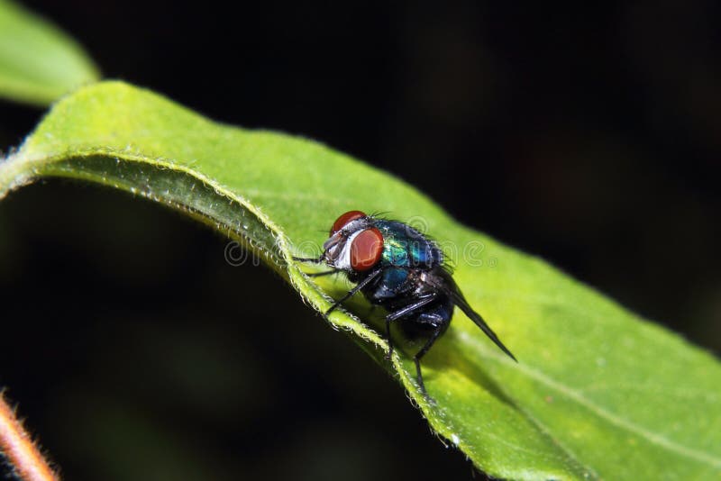 Blue Fly on Leaf stock photo. Image of insect, animal - 27650028