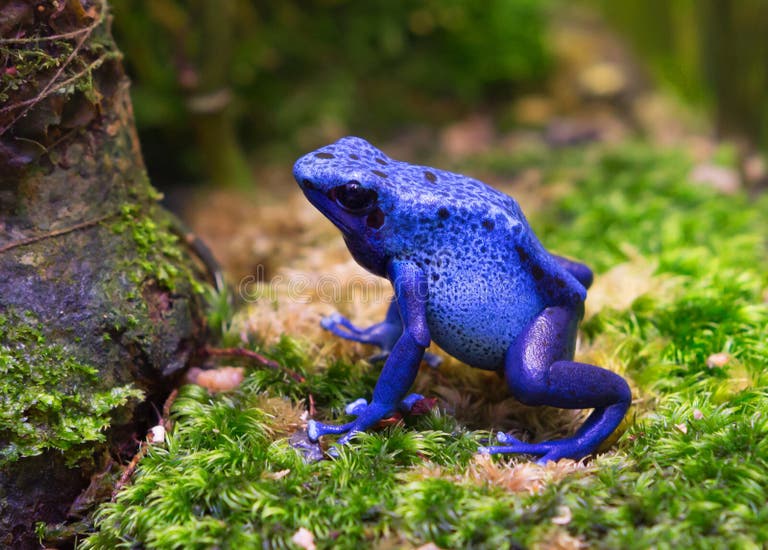 Blue flying frog stock image. Image of animal, amphibian - 65245845