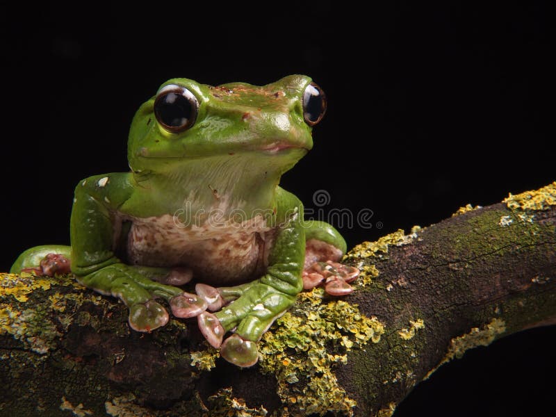 127 Macro Blue Flying Frog Stock Photos - Free & Royalty-Free Stock ...