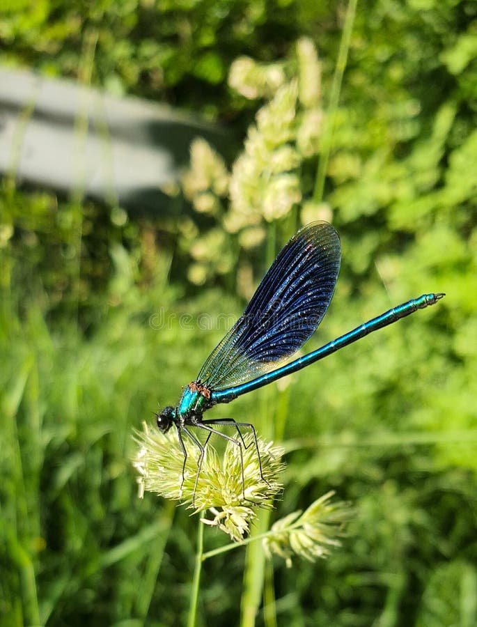 Blue flying insect stock photo. Image of butterfly, blue - 291065514