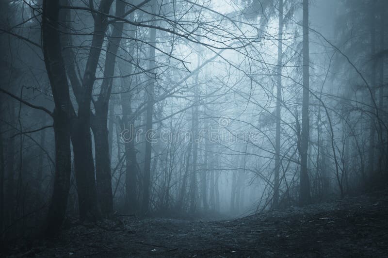 Blue Fog in a Dark Forest with Fog at Night Stock Image - Image of ...