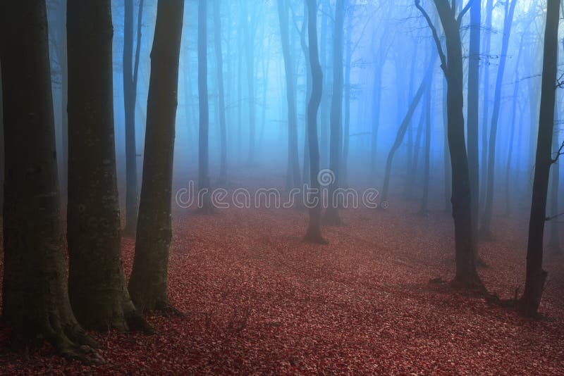 Trees In Blue Mist. Spooky Forest Stock Image - Image of atmosphere ...