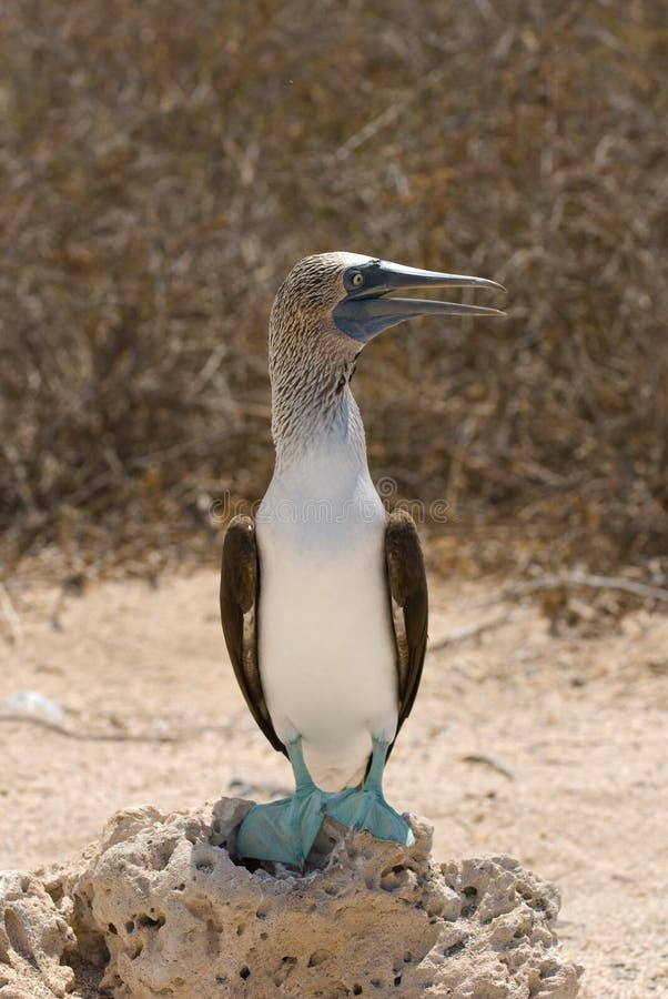 Blue-Footed Booby stock image. Image of island, blue, galapagos - 2020359