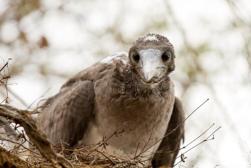 Blue Footed Booby Baby stock image. Image of tropical - 25556775