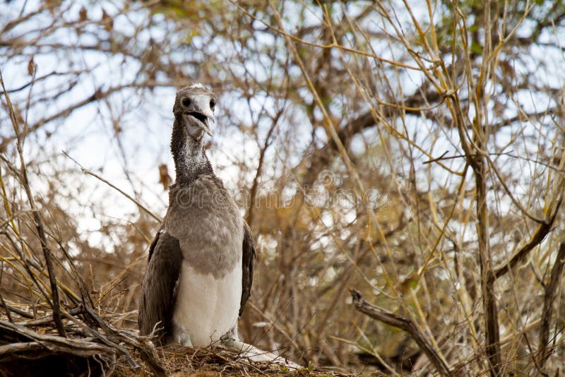Blue Footed Booby Baby stock image. Image of beak, booby - 25556777