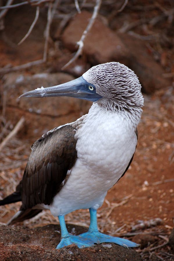 Blue Footed Booby Bird, Galapagos Stock Image - Image of sitting ...