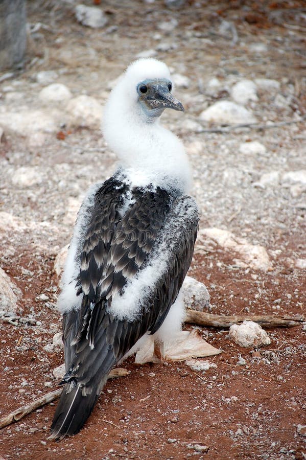 Blue-footed Booby chick. stock photo. Image of south - 12297004