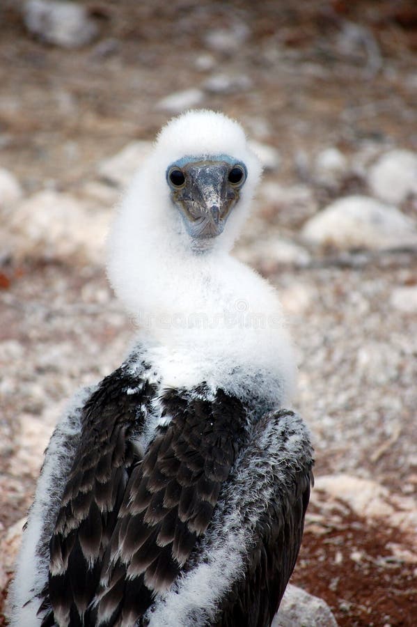 Blue-footed Booby chick. stock photo. Image of brown - 12315944